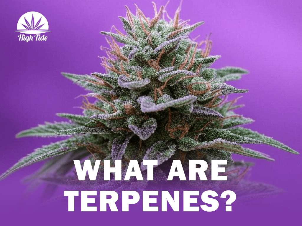 What Are Terpenes and Why Do They Matter? – High Tide