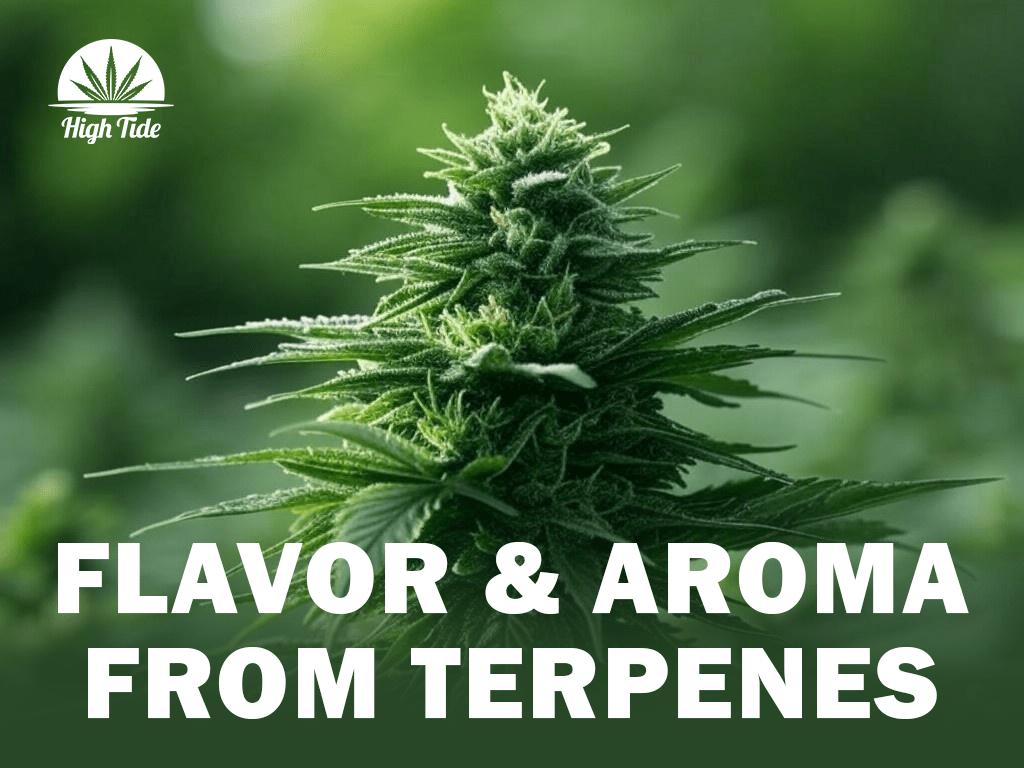 The Role of Terpenes in Flavor & Aroma – High Tide